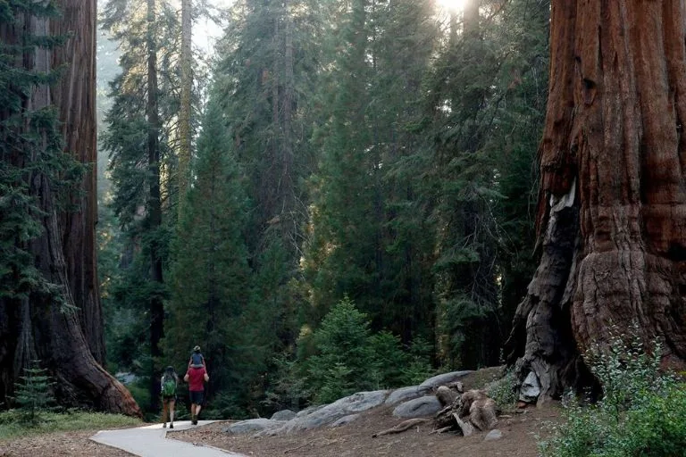 Parque Nacional da Sequoia: Tudo o que Você Precisa Saber!